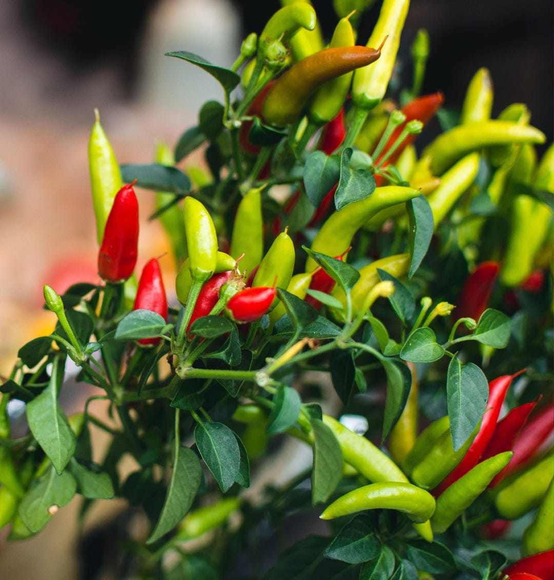 20 Heirloom Rooster Spur Pepper Seeds-beautiful Colors - Etsy
