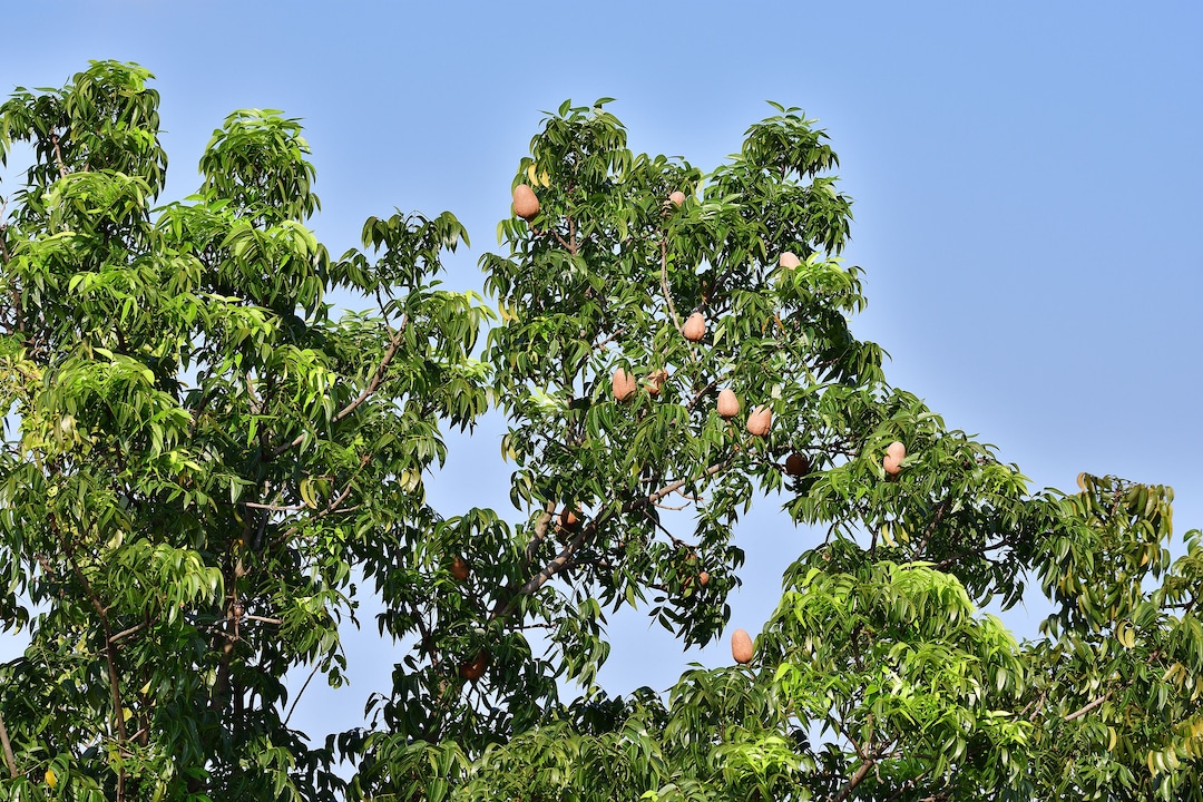 5 Heirloom Tropical SEEDS- RARE Big Leaf Mahogany Tree - Bonsai or ...