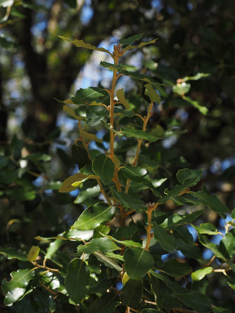 10 Heirloom Camphor Tree Seeds! Cinnamomum Camphora - Etsy