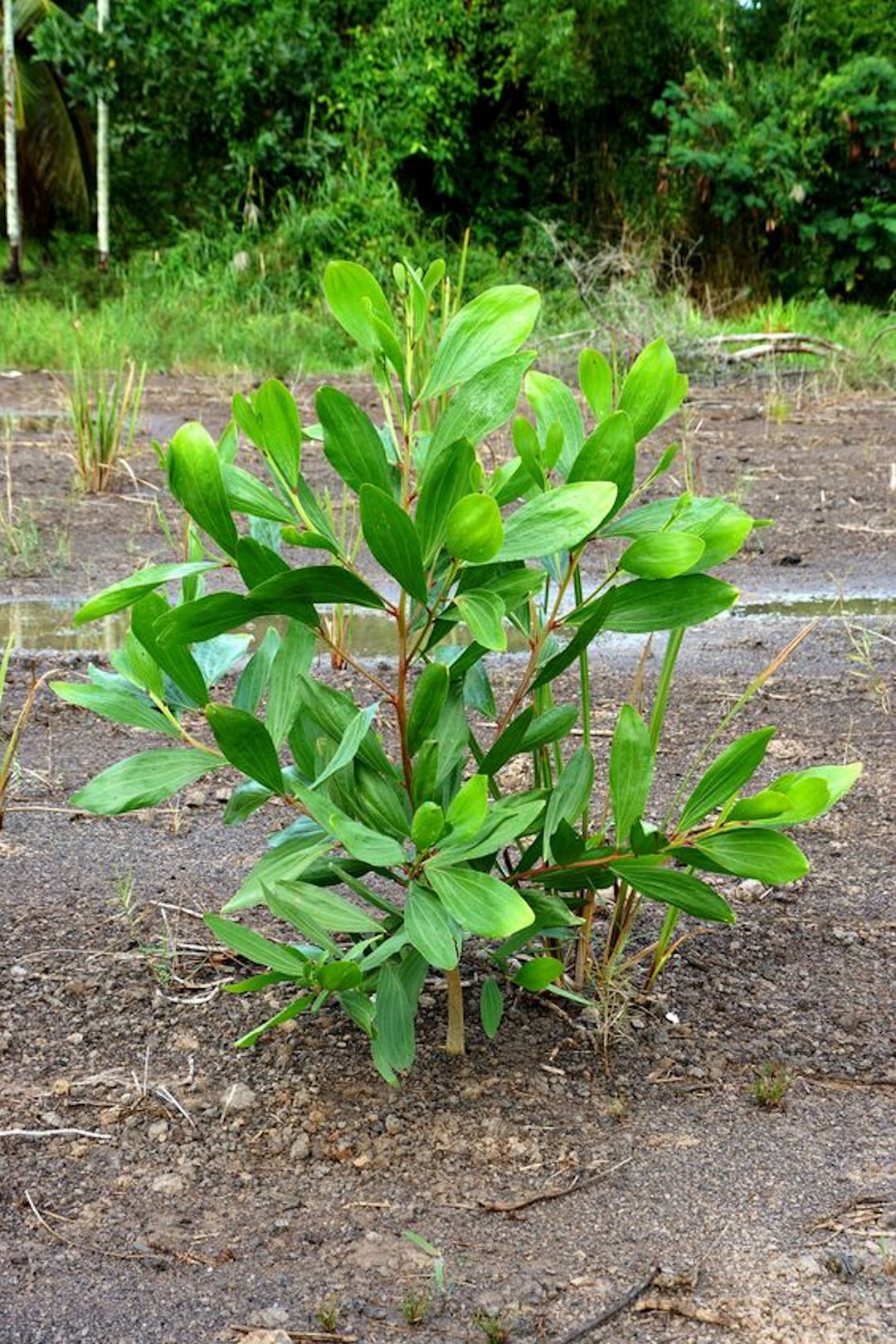 Hickory Wattle Tree 20 and 40 Seed Pack - Etsy