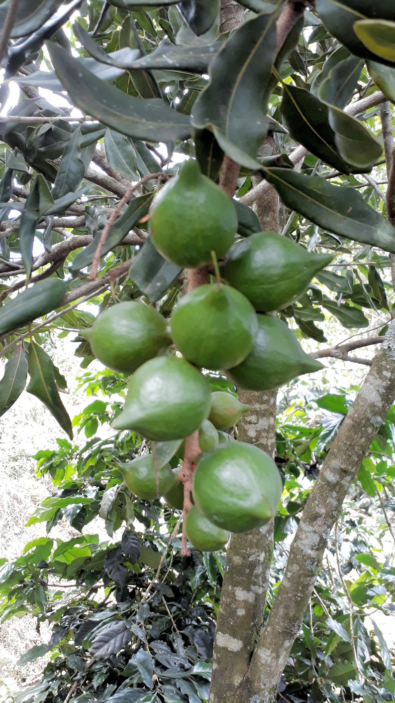 Tropical Seeds- Macadamia Nut Tree -5 Seeds - Valued Tree-container or ...