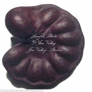5 Seeds Elephant Ear Pod Tree See Description Below beautiful Addition ...