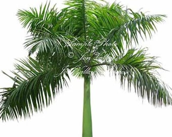 Royal palm | Etsy