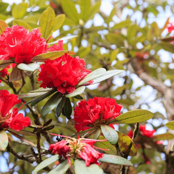 Rhododendron Live Plant - Etsy
