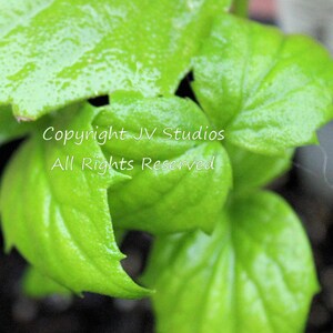 10 SEEDS - Coral Jasmine -fragrant White Flowers Tropical- Nyctanthes ...