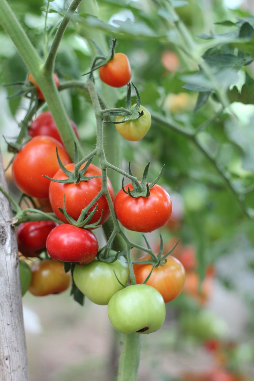 20 Vegetable SEEDS - Floradade Heirloom Tomato- Seeds Heirloom Favorite ...