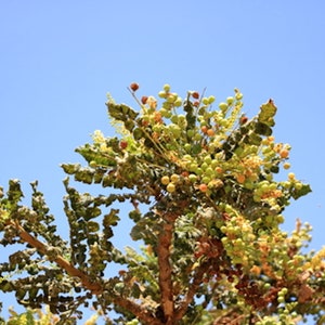 5 Heirloom Frankincense Seeds - Boswellia Serrata-indian Frankincense ...