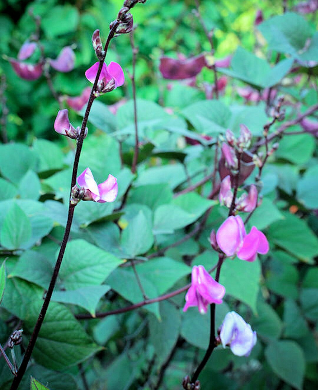10 SEEDS -hyacinth Bean Perfect for Trellis Gardening -continuous ...