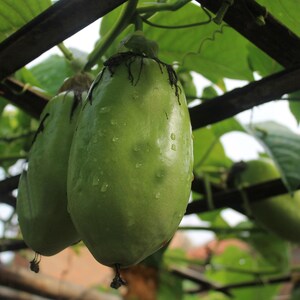 10 Heirloom Giant Granadilla Seeds! Big Blooms - - Passiflora ...