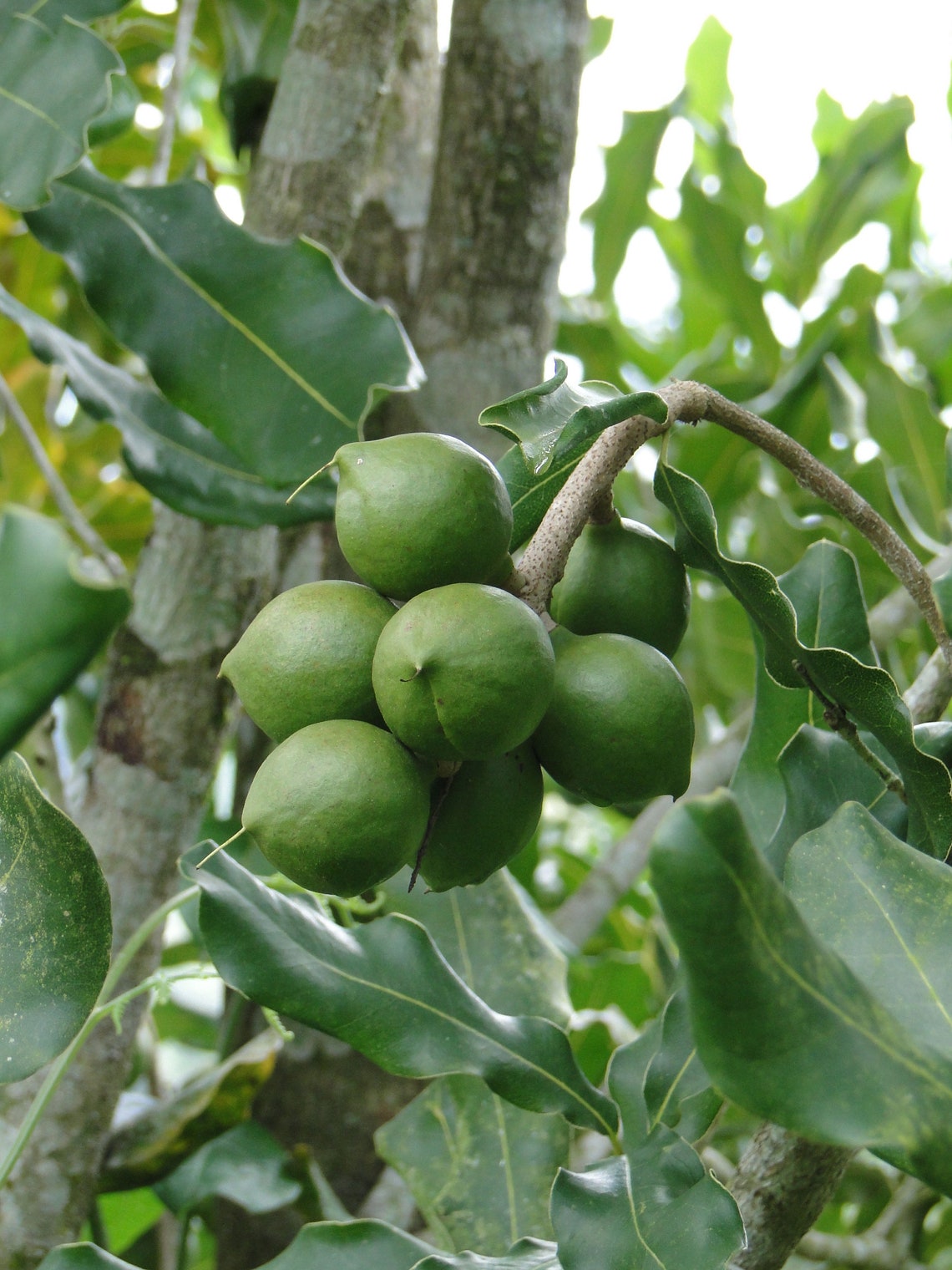 Tropical Seeds- Macadamia Nut Tree -5 Seeds - Valued Tree-container or ...