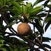 5 Rare Chicle Tropical Tree Seeds! Chewing Gum Tree -sapodilla ...