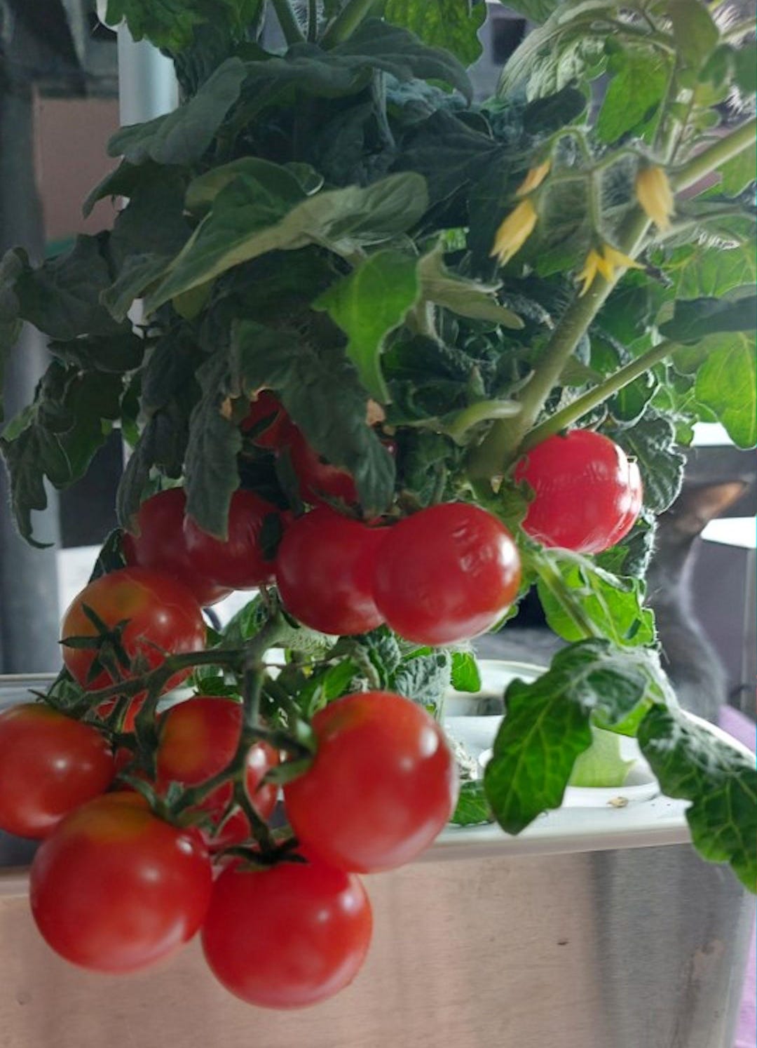 20 Micro Tomato Vegetable Seeds -lille Lise -all Natural Non GMO - Etsy