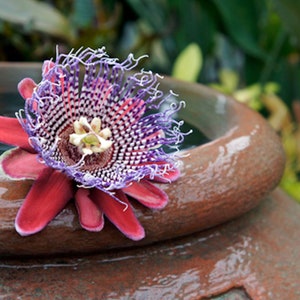 10 Heirloom Giant Granadilla Seeds! Big Blooms - - Passiflora ...