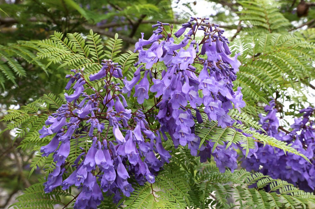 20 Jacaranda Tree Seeds-see Listing-- Jacaranda Mimosifolia Seed Pack ...