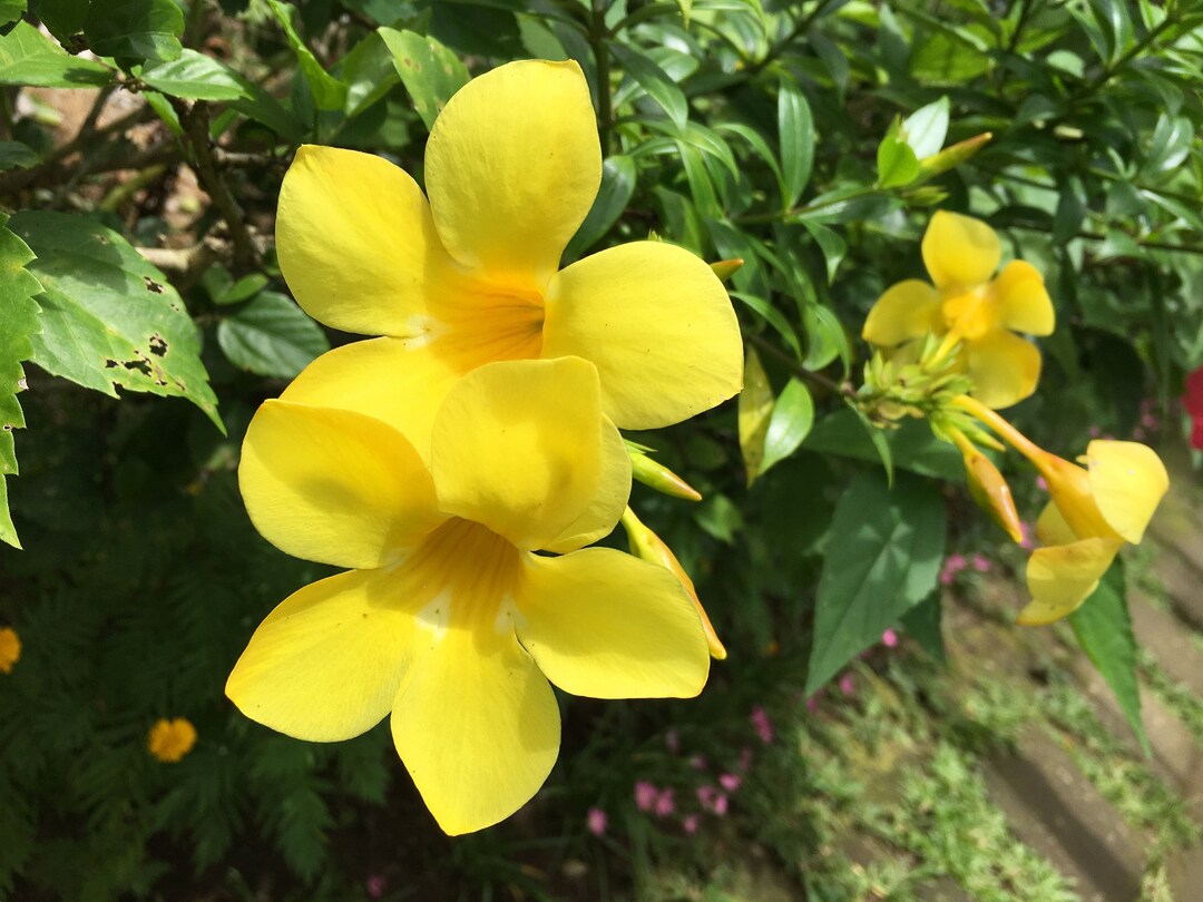 Yellow Bells Tropical Flower Seeds -25 Heirloom Seeds-tecoma Stans-save ...