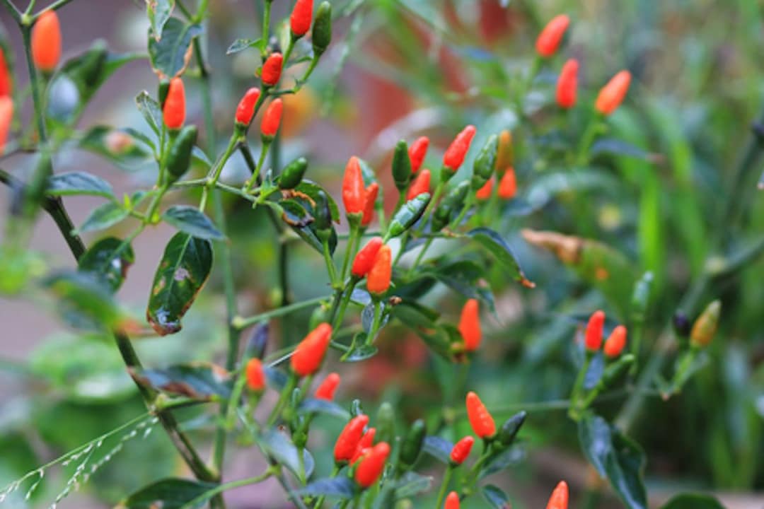 20 Heirloom Seeds -pequin Super Hot Little Chile Pepper -vegetable Seed ...