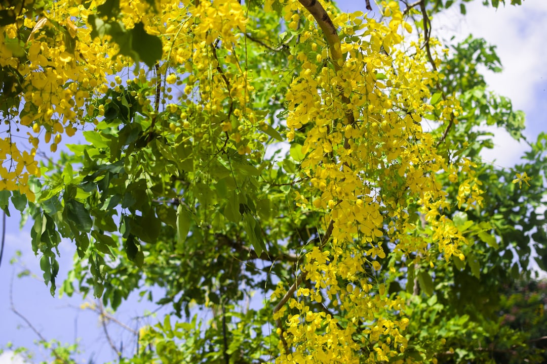Golden Shower Tree -10 Heirloom Tropical Seeds Cassia Fistula - Etsy