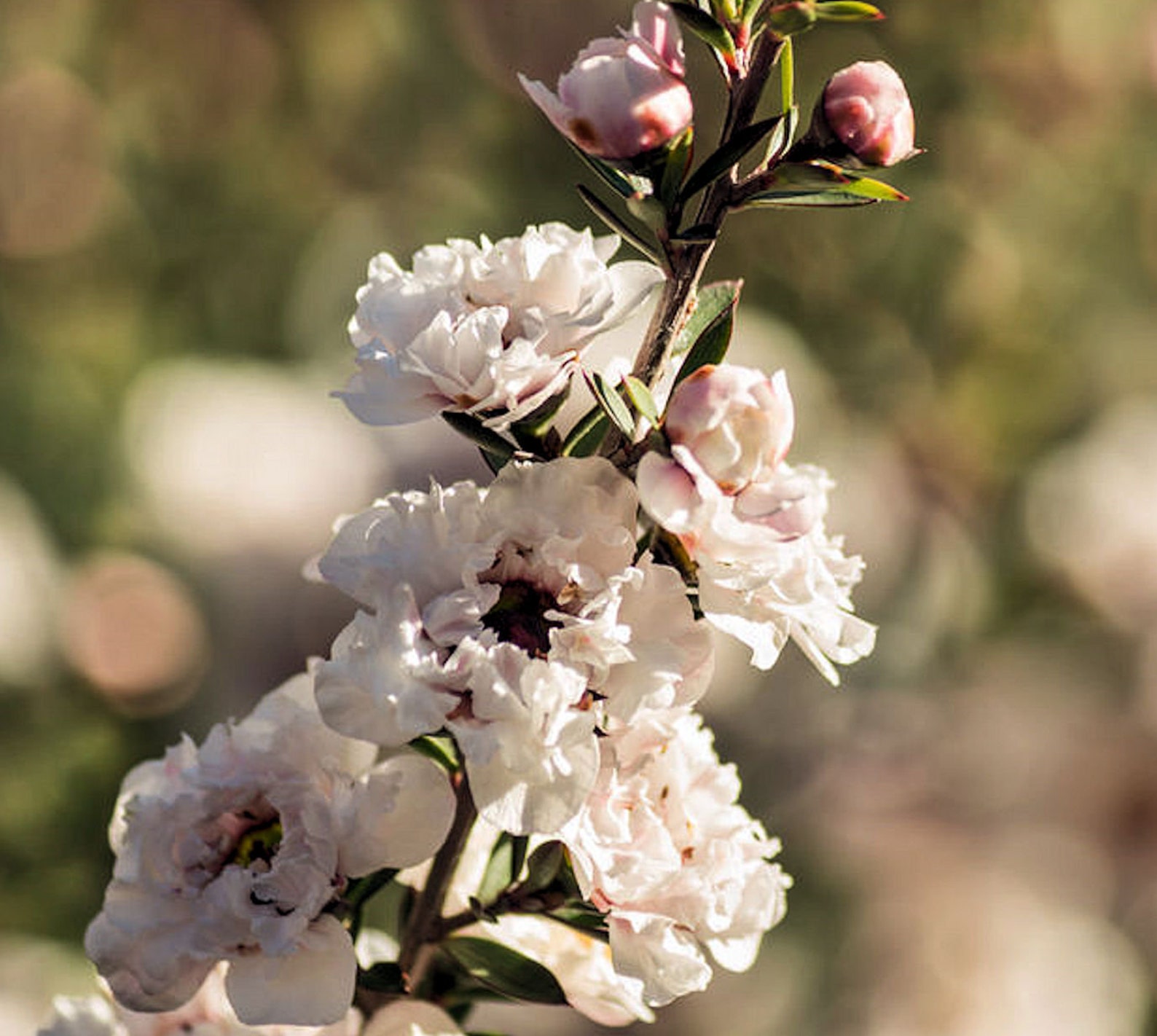 20 Seeds Manuka Tea Tree Small Evergreen Shrub White Flowers Citrus ...