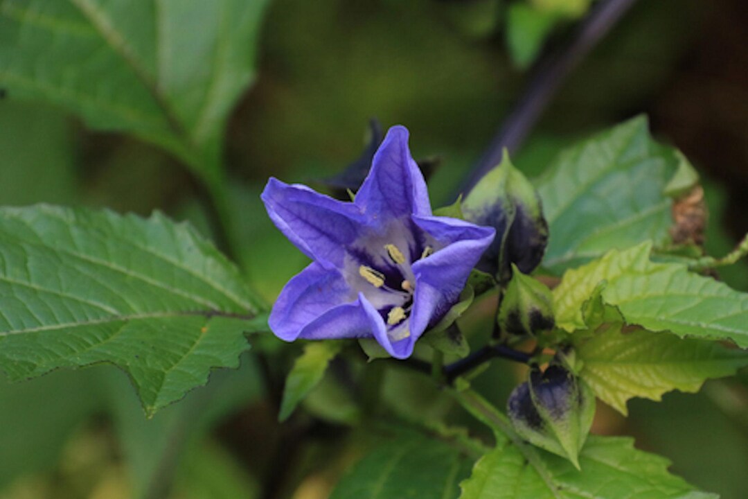 20 Heirloom Tropical Seeds Shoofly-apple of Peru - Nicandra -save Big ...