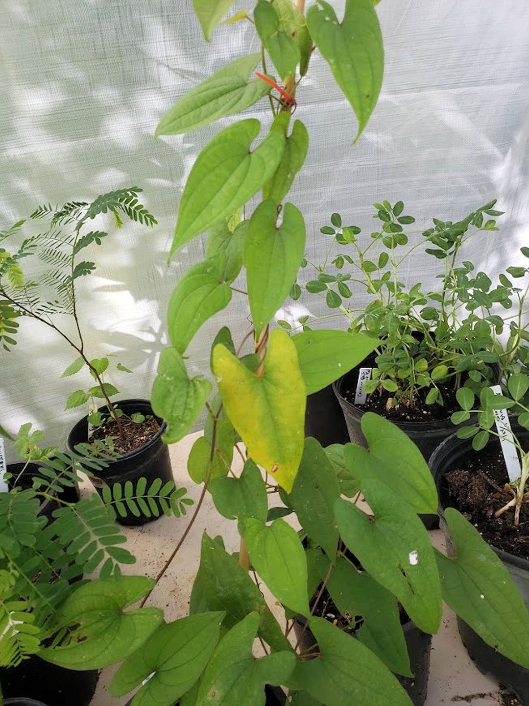 10 Rarely Produced SEEDS (from a Flower) -water Yam / Purple Yam -see ...