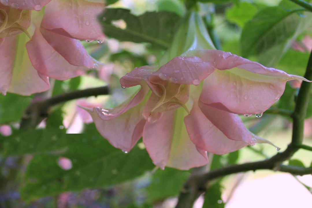 Pink Angels Trumpet - 10 Heirloom Tropical Seeds- - Brugmansia ...