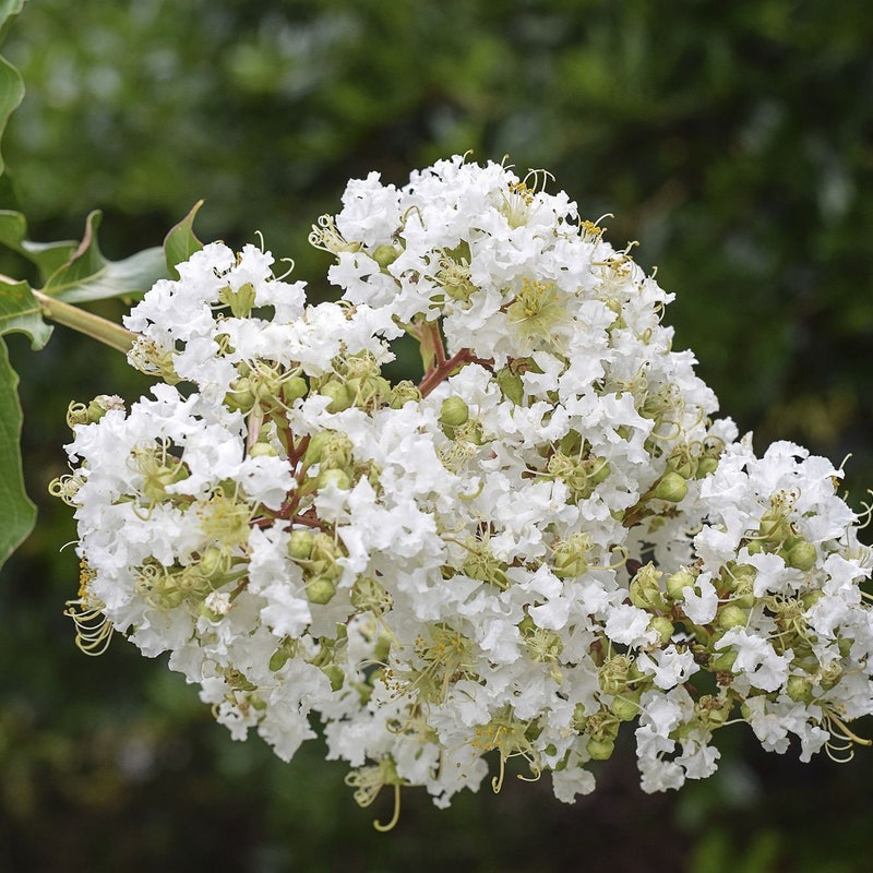 Crepe Myrtle Tree - Etsy