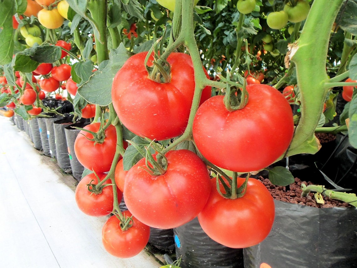 20 Heirloom Marglobe Tomato Seeds!- -A Timeless Favorite - Etsy