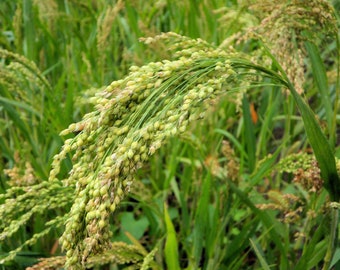 White Proso Millet Heirloom Seeds Panicum Miliaceum C8 - Etsy