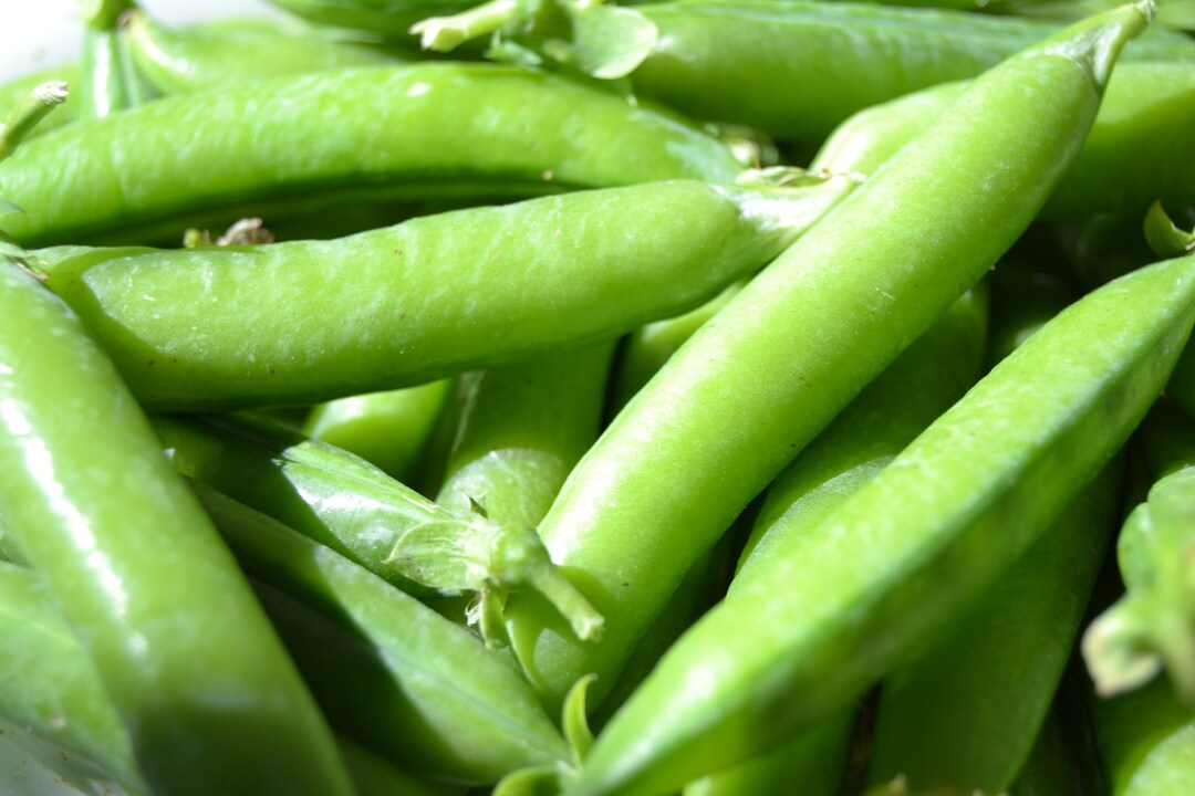 100 Heirloom Vegetable Seeds- Wando Sweet Shelling Pea- All Natural ...