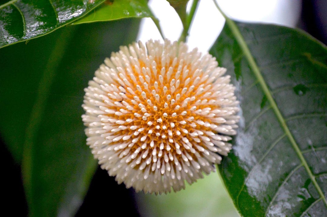 20 Seeds -kadam Tree-- Evergreen Tropical Plant- Neolamarckia Cadamba ...