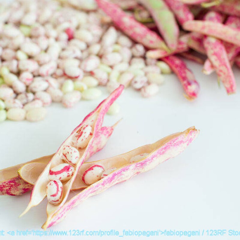 Heirloom Bean Seed - Etsy