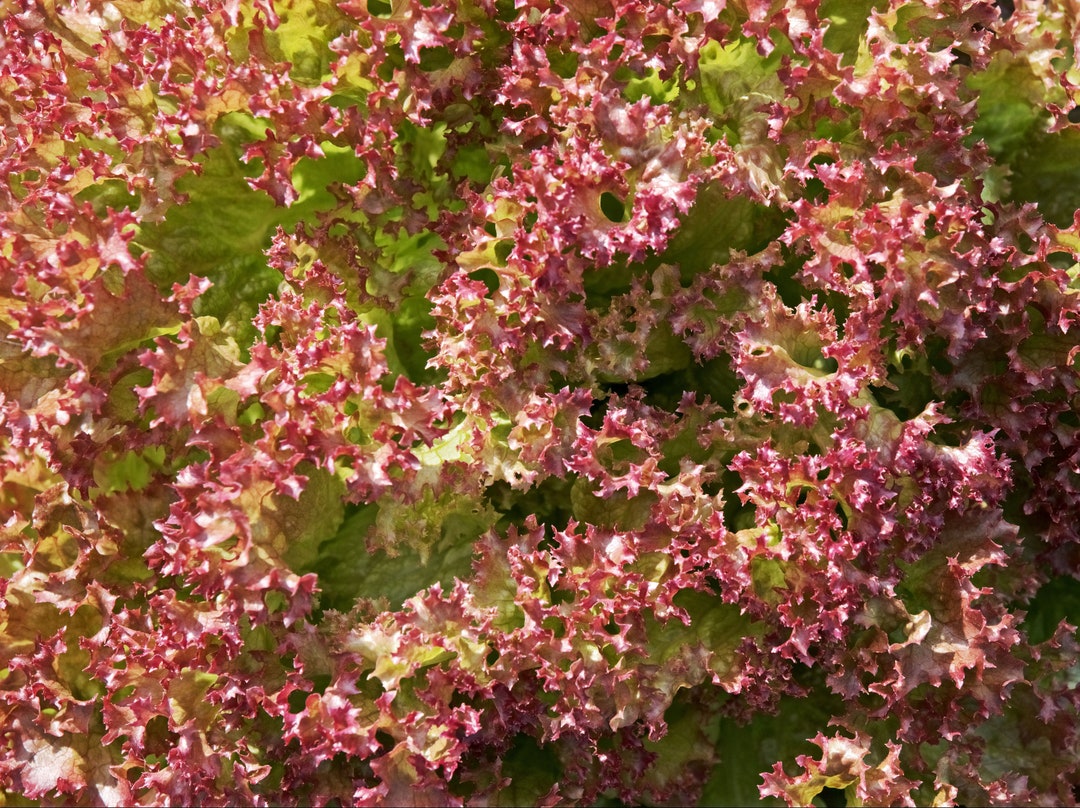 250 Heirloom Prizehead Lettuce Seeds! - Etsy