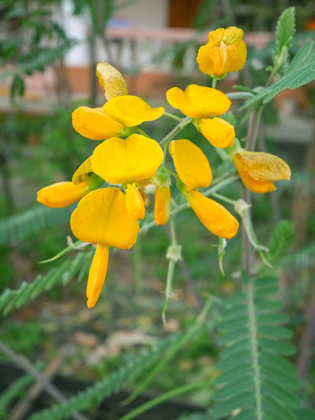 20 Heirloom Seeds -Swamp Pea -Tropical Ornamental -Wildflower -Sesbania ...