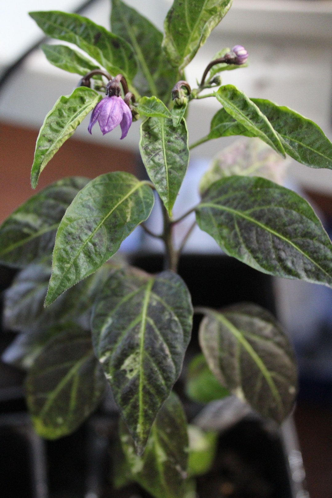 Golden Nugget Pepper -10 Heirloom Vegetable Seeds- Mildy Spicy Hot ...