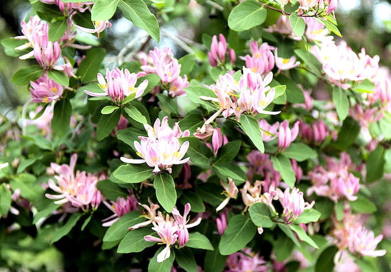 10 Heirloom Seeds- Tatarian Honeysuckle Shrub -container or Standard ...