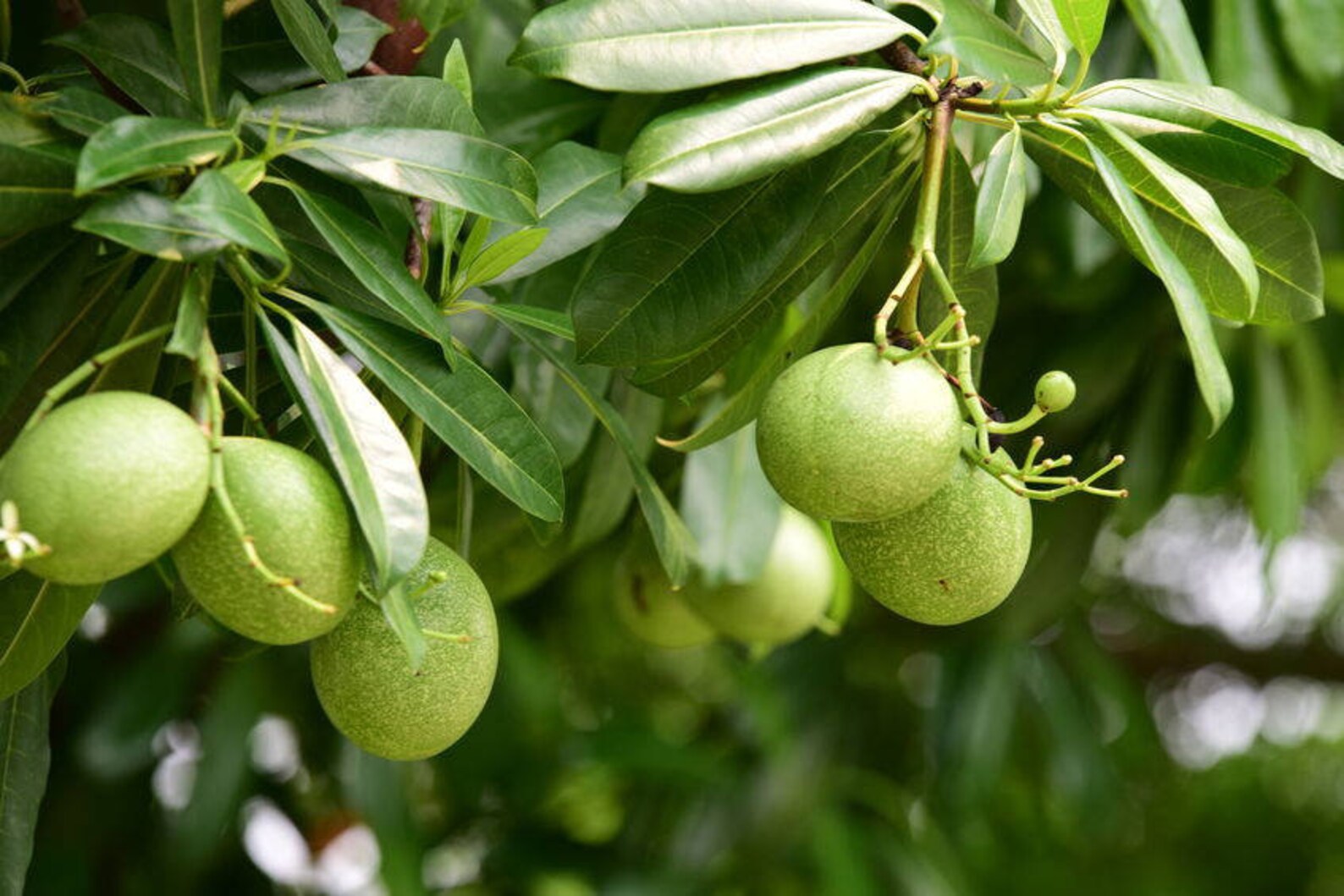 10 Tropical Seeds Bael Fruit Tree Plant Collectors Favorite-Aegle ...