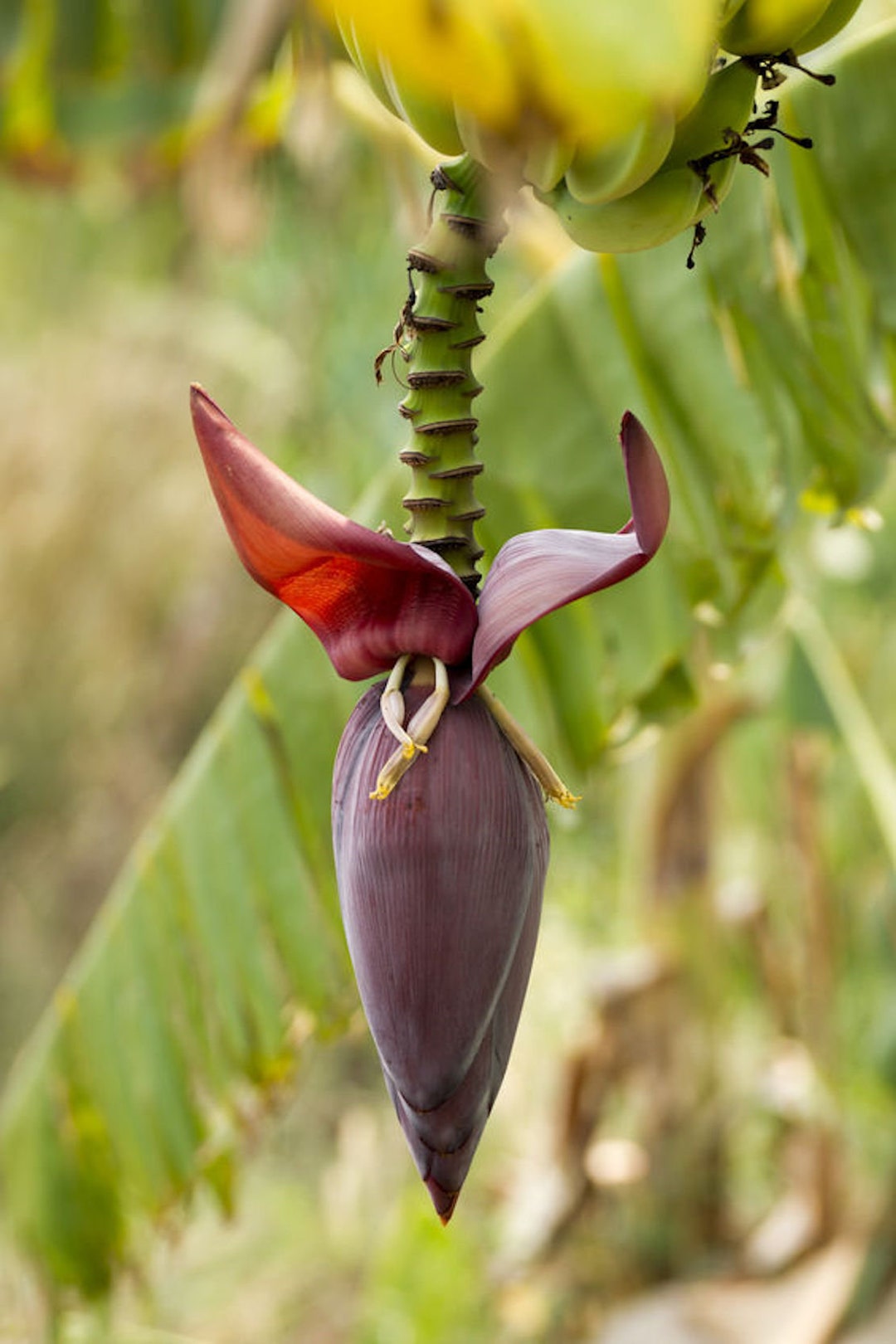 5 Rare Tropical Heirloom Seeds -musa Nagensium-banana-container ...