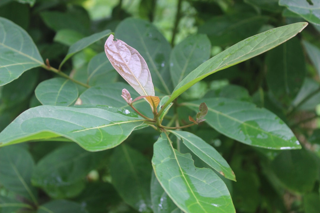 10 Rare Tree Seeds bahera see Listing for Tropical Plant - Etsy