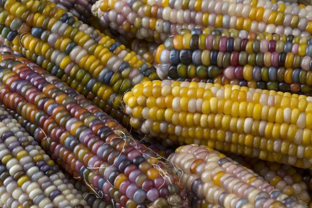 30 Heirloom Seeds -glass Beads Corn -colorful / Flour or Popcorn -all ...