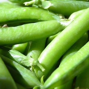 100 Heirloom Vegetable Seeds- Wando Sweet Shelling Pea- All Natural ...
