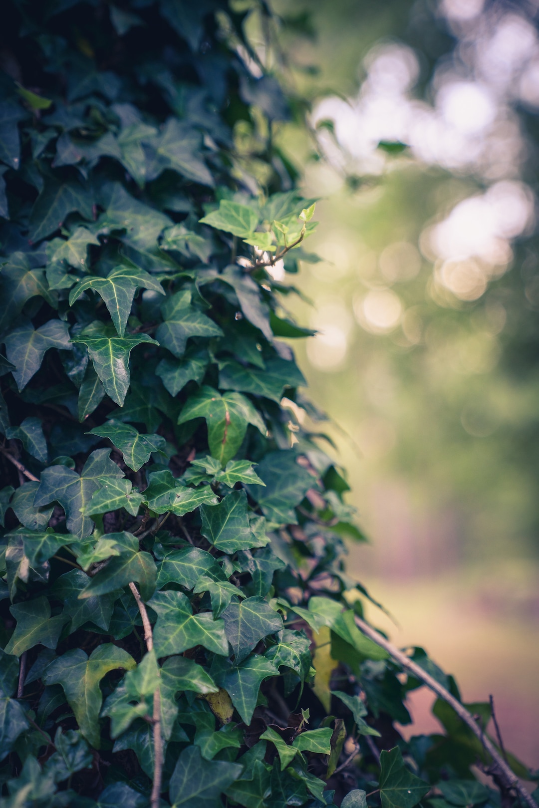 English Ivy,botanical Photo Prints,nature Trail Photography,nature Walk ...
