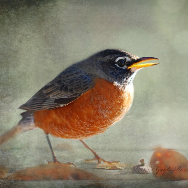 Bird Fine Art - Etsy