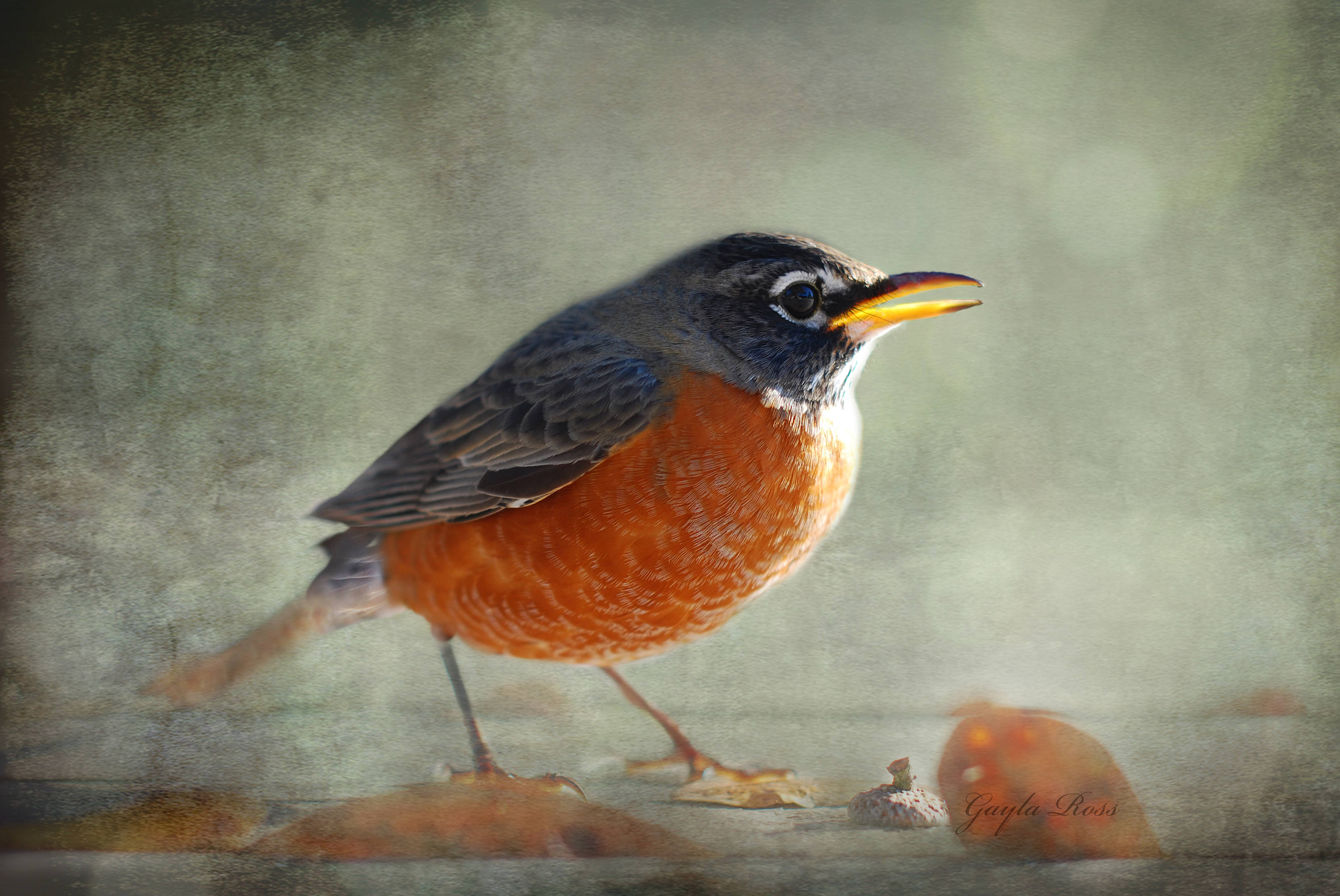 Robin Bird Photographynature Photographywildlife - Etsy