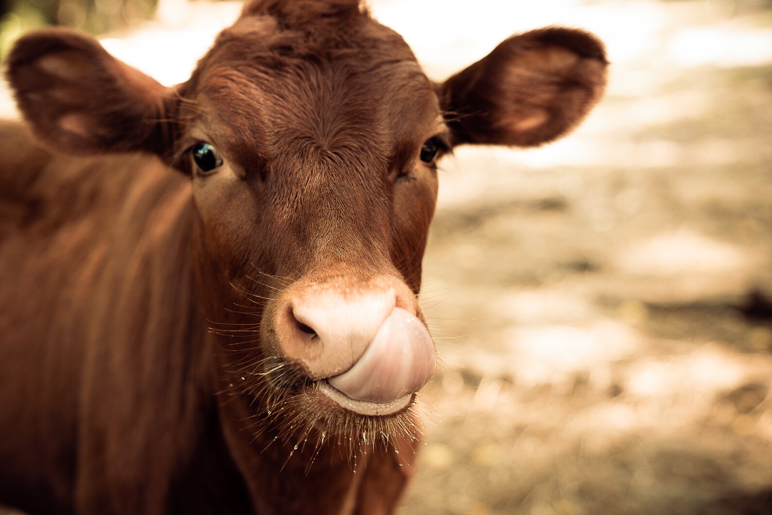 Cow Lick: Farmhouse Wall Art, Cow Photography Print, Cute Cow Wall Art ...