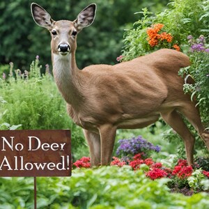 No Deer Allowed Metal Yard Stake Sign 21 to 33 Inches Tall - Etsy