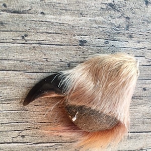 Coyote Claw | Animal Claws | Clew Necklace | Coyote Pelt | Soft Mount ...