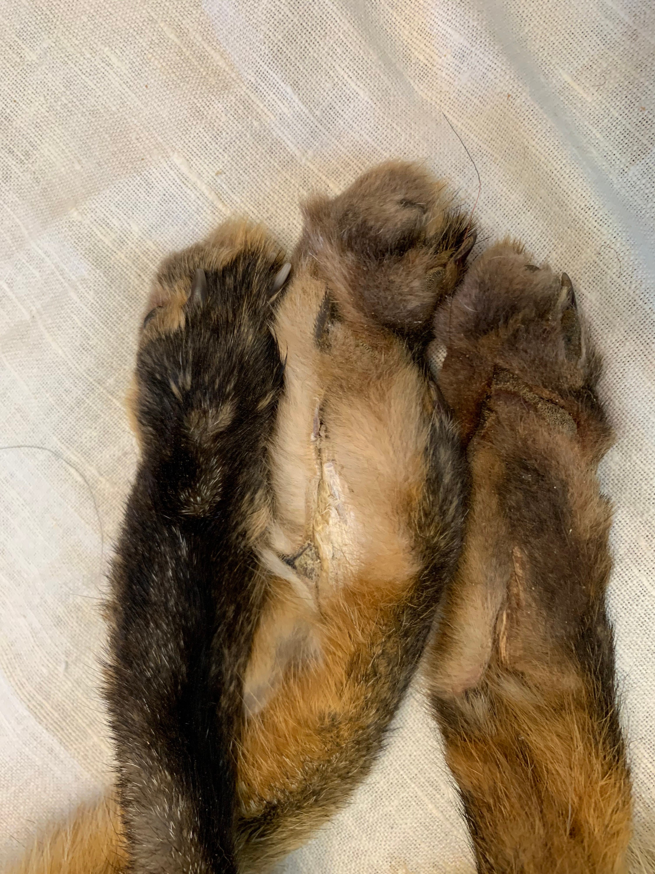 Red Fox Pelt for Taxidermy Soft Mount Skin Medieval | Etsy Australia