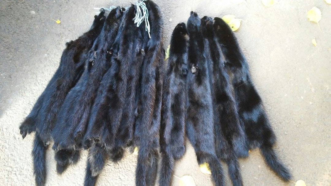 Black Mink Pelt Animal Skin Soft Mount Taxidermy Viking Clothing ...