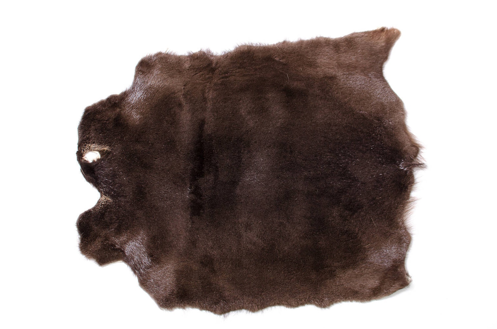 Real Nutria Pelt Animal Pelt Coypu Pelt Nutria Skin - Etsy