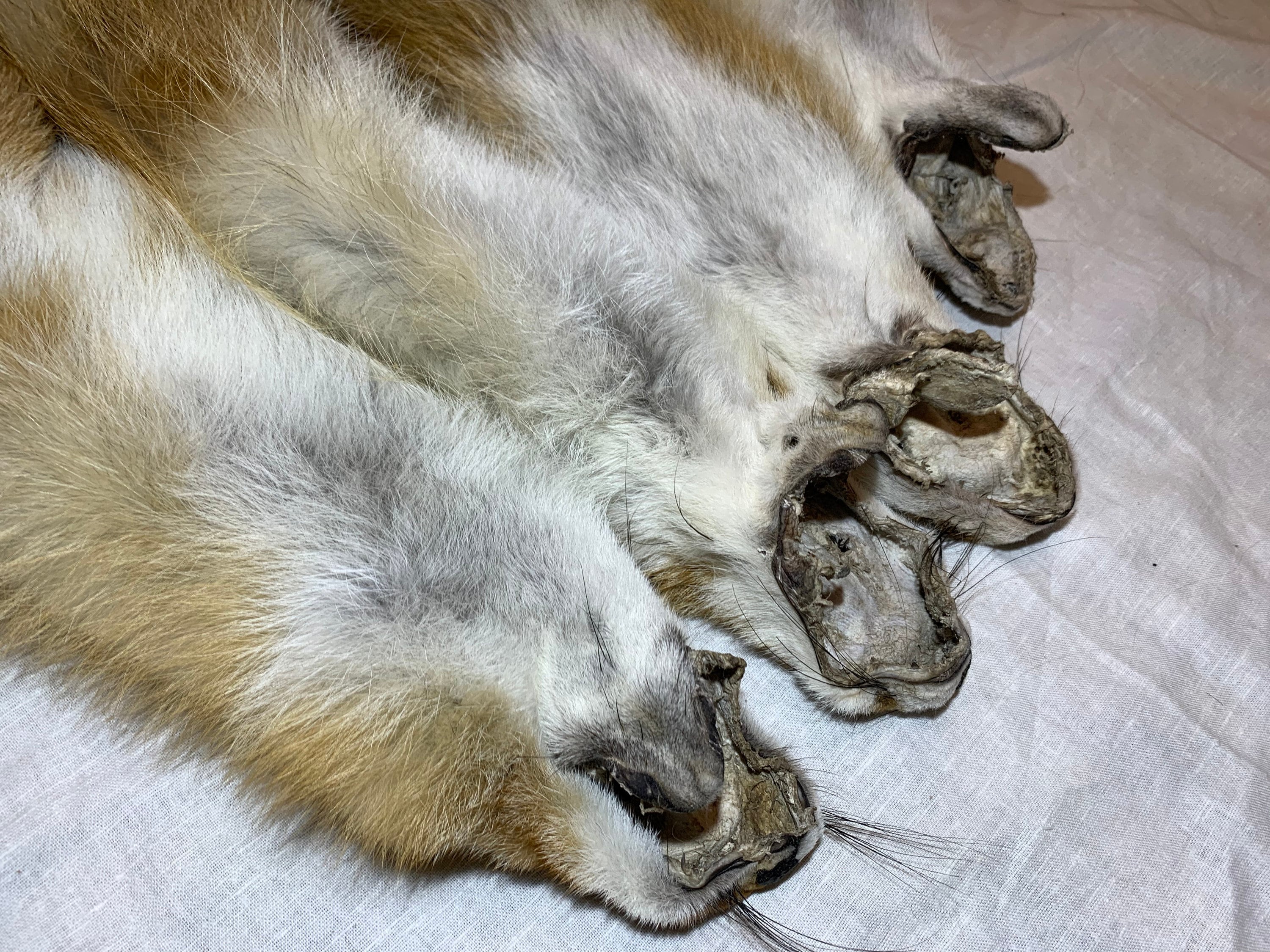 Red Fox Pelt for Taxidermy Soft Mount Skin Medieval - Etsy Australia